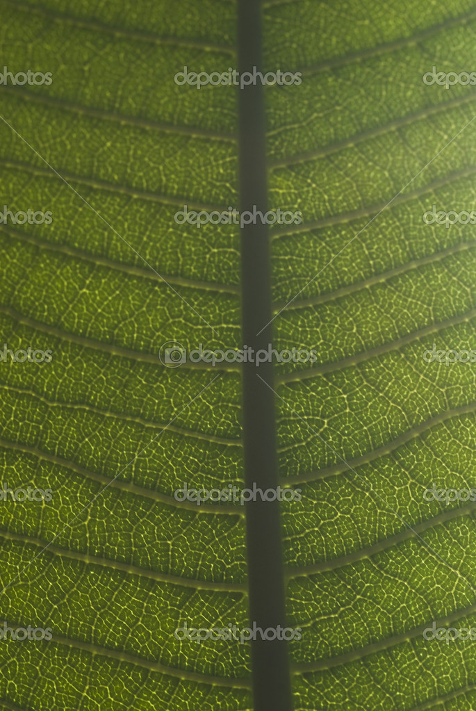 Details of a leaf Stock Photo by ©imagedb_seller 32899469