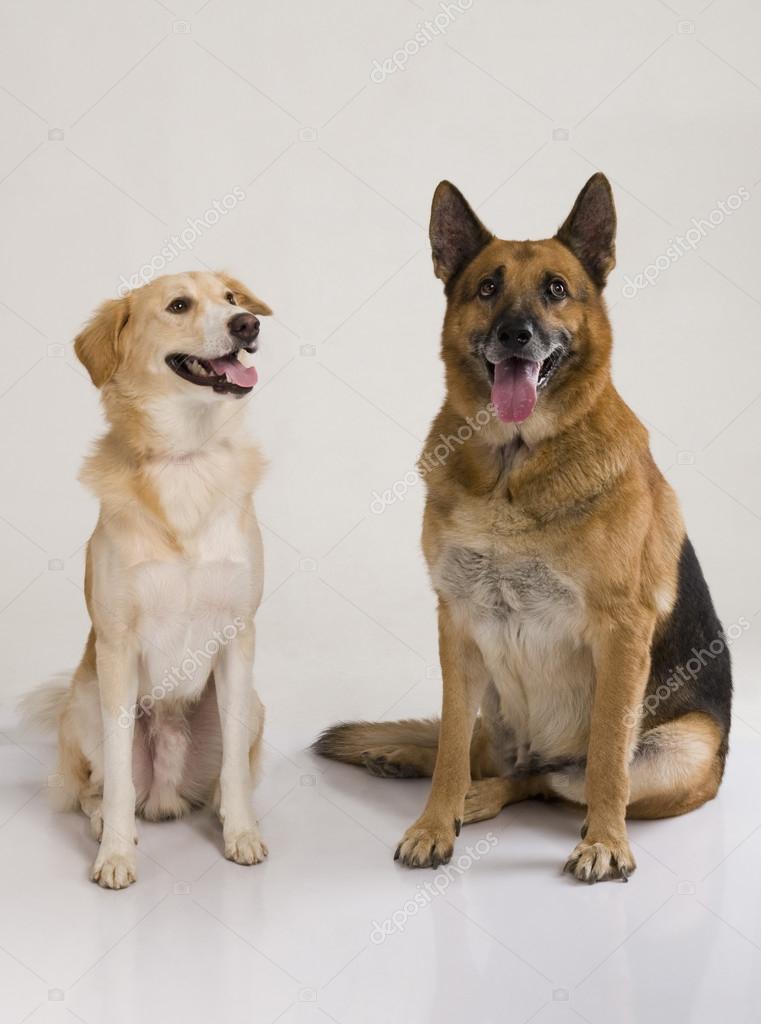 Two dogs sitting together — Stock Photo © imagedb_seller #33065675