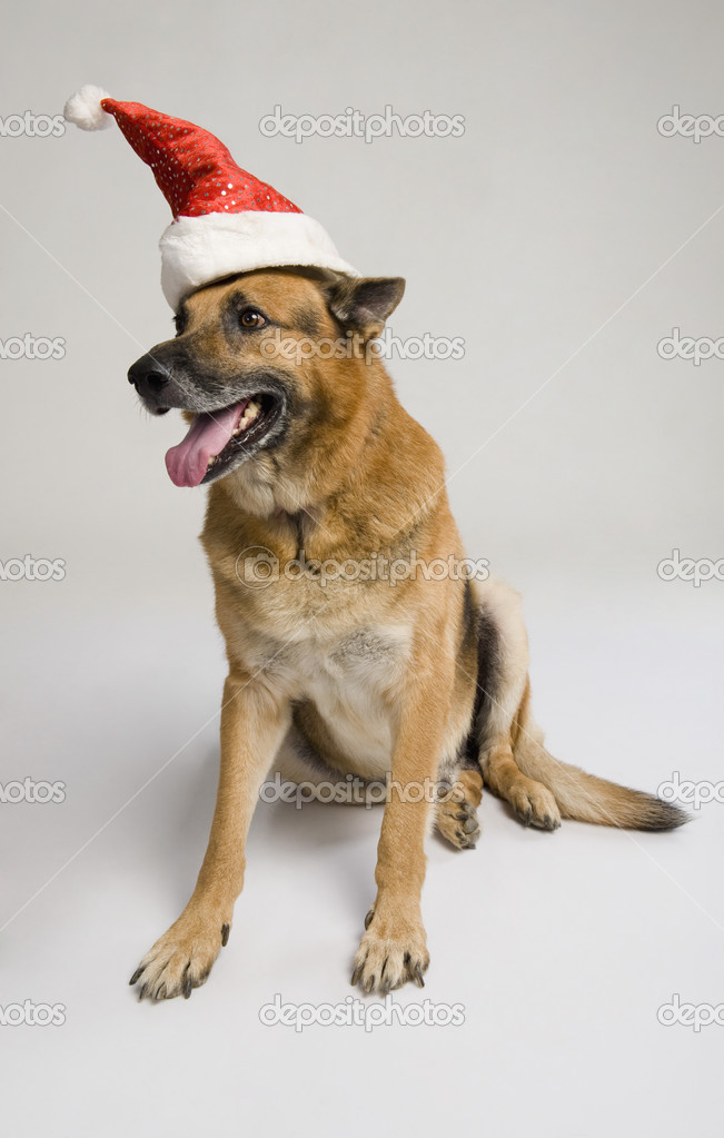 German Shepherd dog wearing a Santa hat — Stock Photo © imagedb_seller ...
