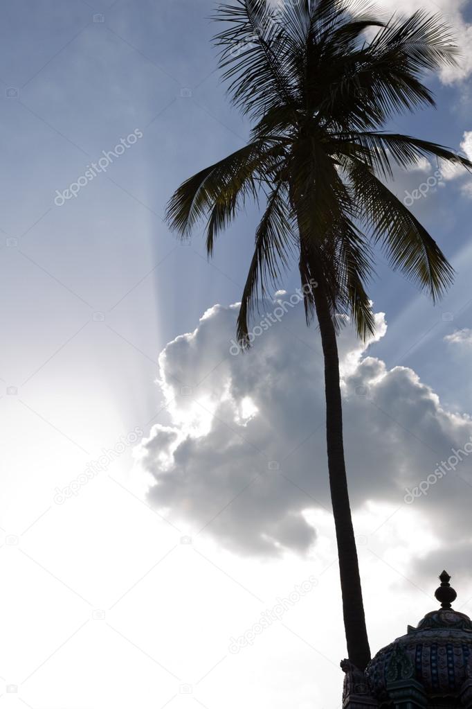 Temple under a palm tree, Kapaleeshwarar Temple — Stock Photo © imagedb ...
