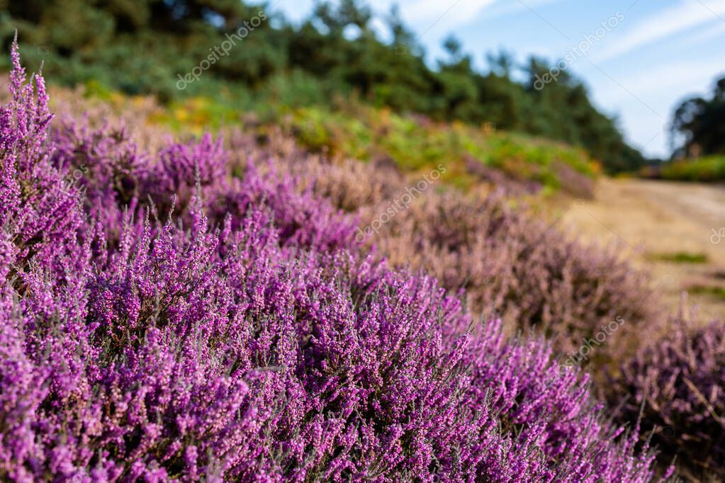 Primer plano de brezo púrpura vibrante en plena floración en Suffolk ...