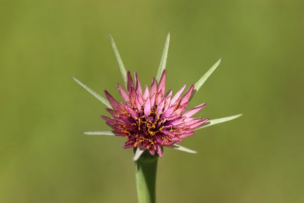 매 도우 salsify Stock Photos, Royalty Free 매 도우 salsify Images | Depositphotos