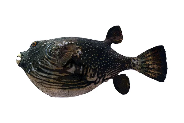 Black sheathfish Stock Photos, Royalty Free Black sheathfish Images ...