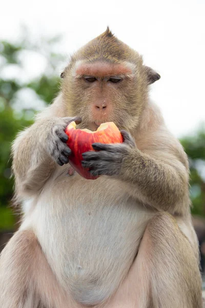 Fat monkeys eat Stock Photos, Royalty Free Fat monkeys eat Images ...