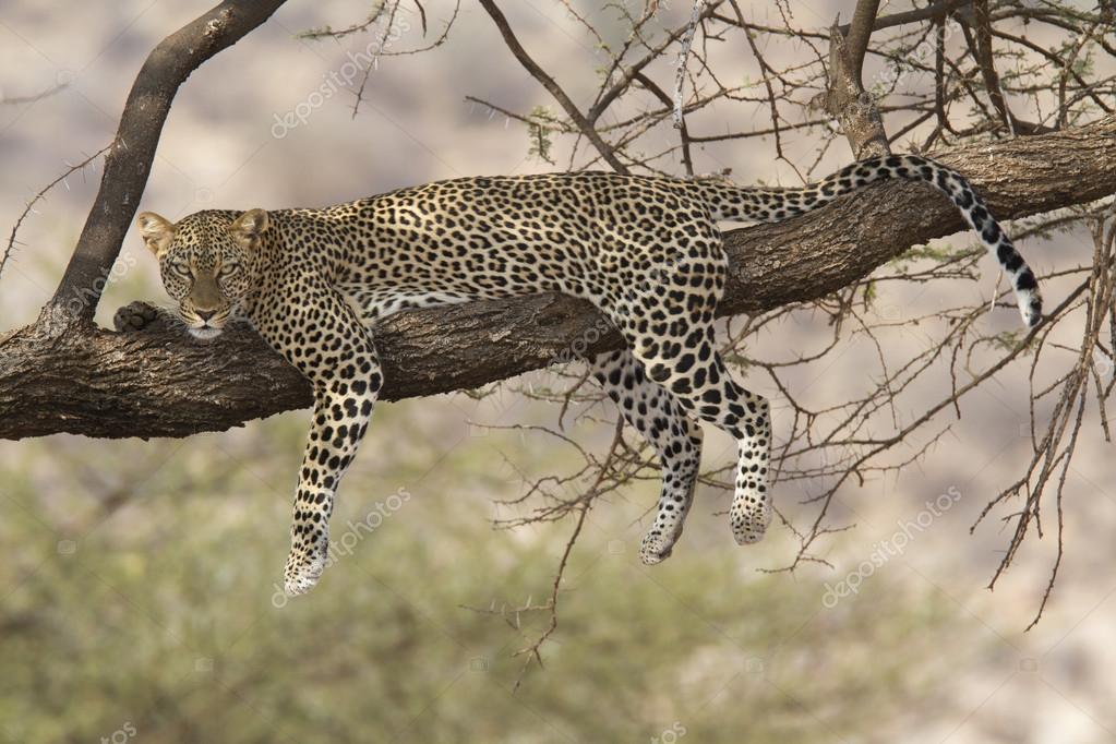 Scene with leopard on a tree — Stock Photo © PapaBravo #33867905