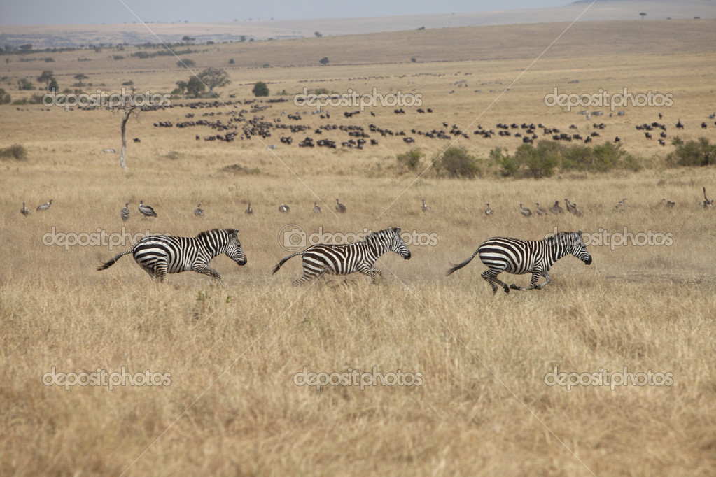 Zebras Running Wallpaper