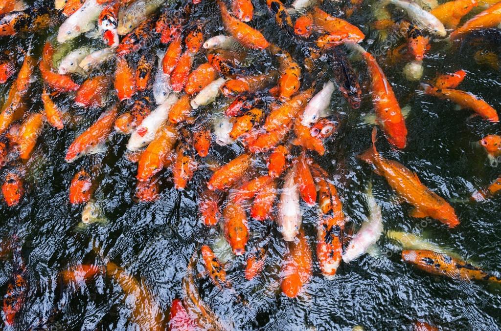 muchos peces koi en los grandes estanques de peces 2023