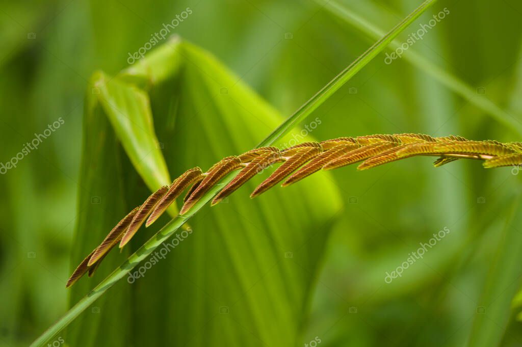 Leafe Parkia speciosa, el frijol amargo, frijol de racimo o frijol ...