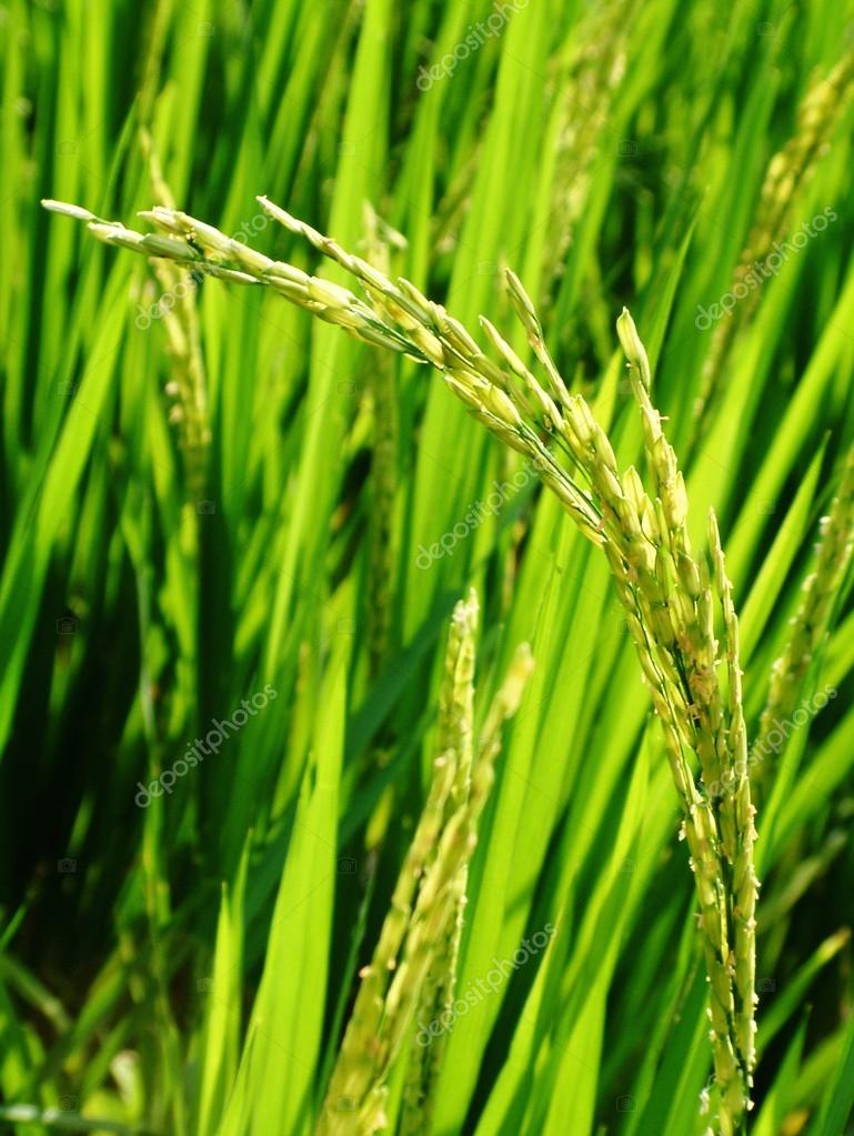 Rice growing in paddy field Stock Photo by ©neillangan 36248531