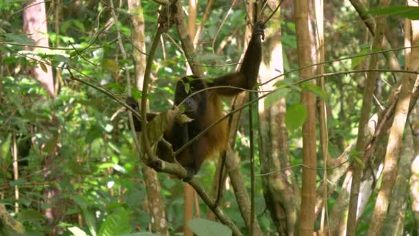 15 Azuero Videos, Royalty-free Stock Azuero Footage | Depositphotos