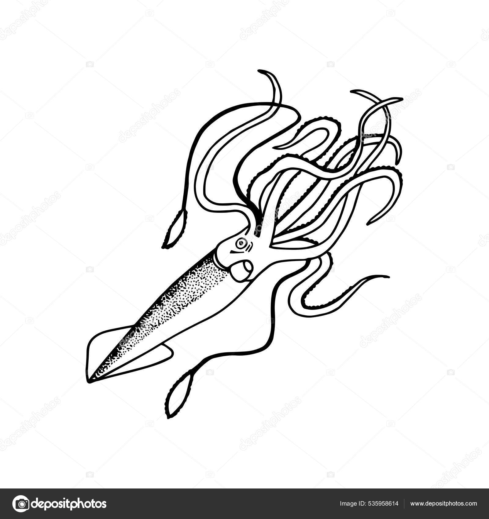 Squid Vector Illustration Isolated White Background Outline Hand ...