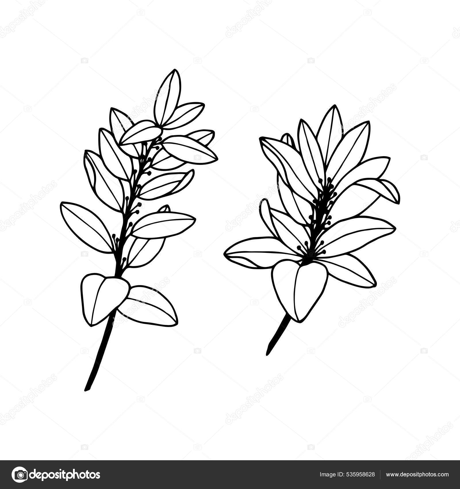 Planta Laurel Ilustración Vectorial Aislado Sobre Fondo Blanco Contorno ...