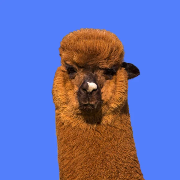 Fotos De Lama Dos Desenhos Animados Imagens De Lama Dos Desenhos