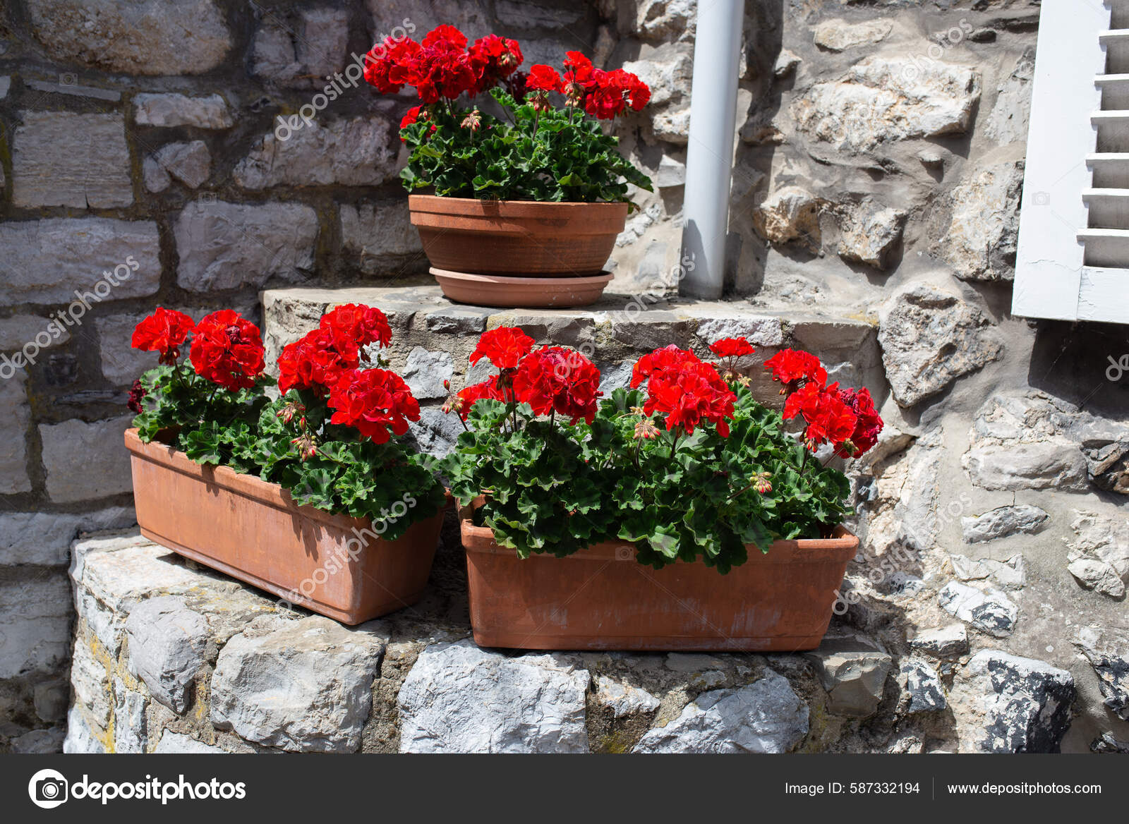 Red Garden Geranium Flowers Pot Close Shot Geranium Flowers Pelargonium ...