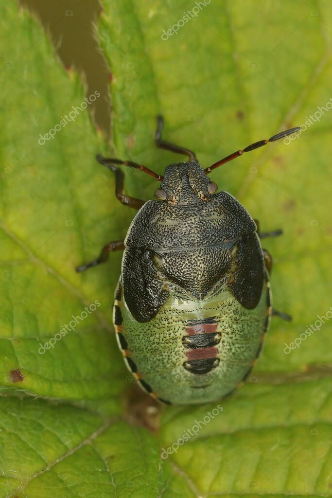 Primeros planos detallados sobre una ninfa del insecto escudo gorse ...