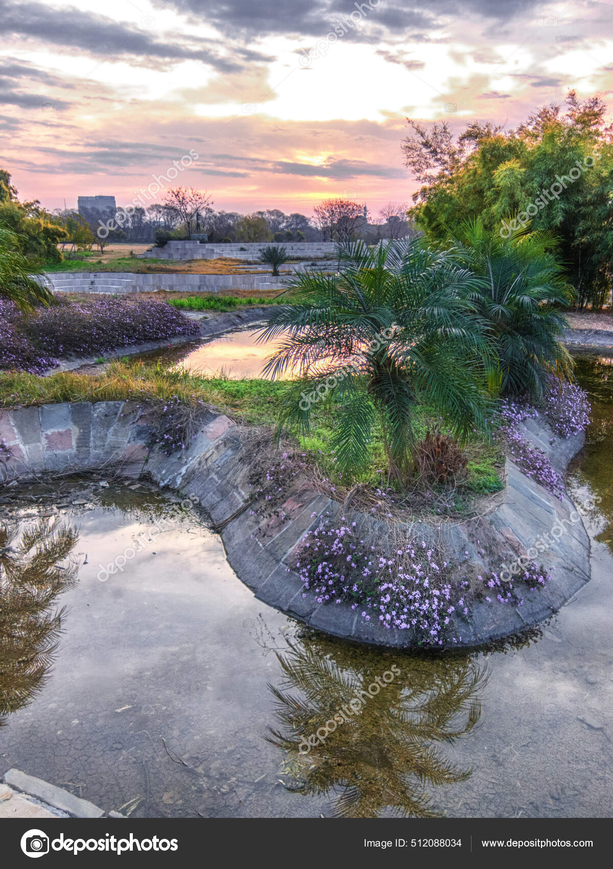 Closeup Dwarf Palm Trees Ornamental Pond Cityscape Sunset — Stock Photo ...