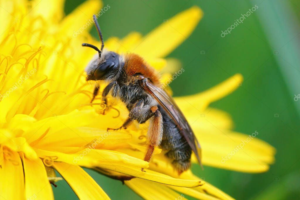 Primer plano de una abeja minera de cola naranja femenina, hemorroa de ...