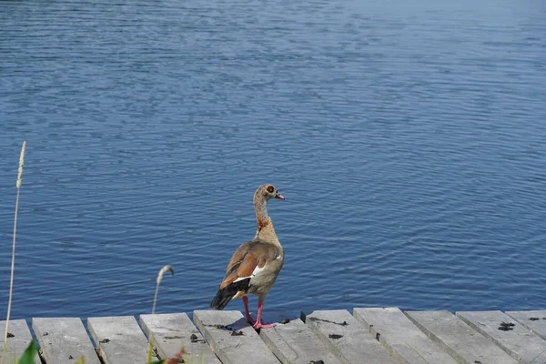 Pi back Stock Photos, Royalty Free Pi back Images | Depositphotos