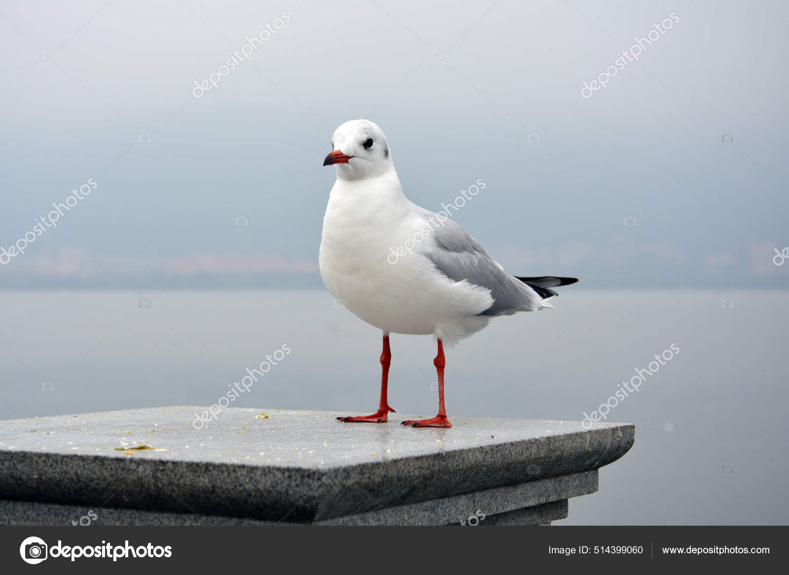 Close Shot Cute White Seagull Sea Background — Stock Photo © Wirestock ...