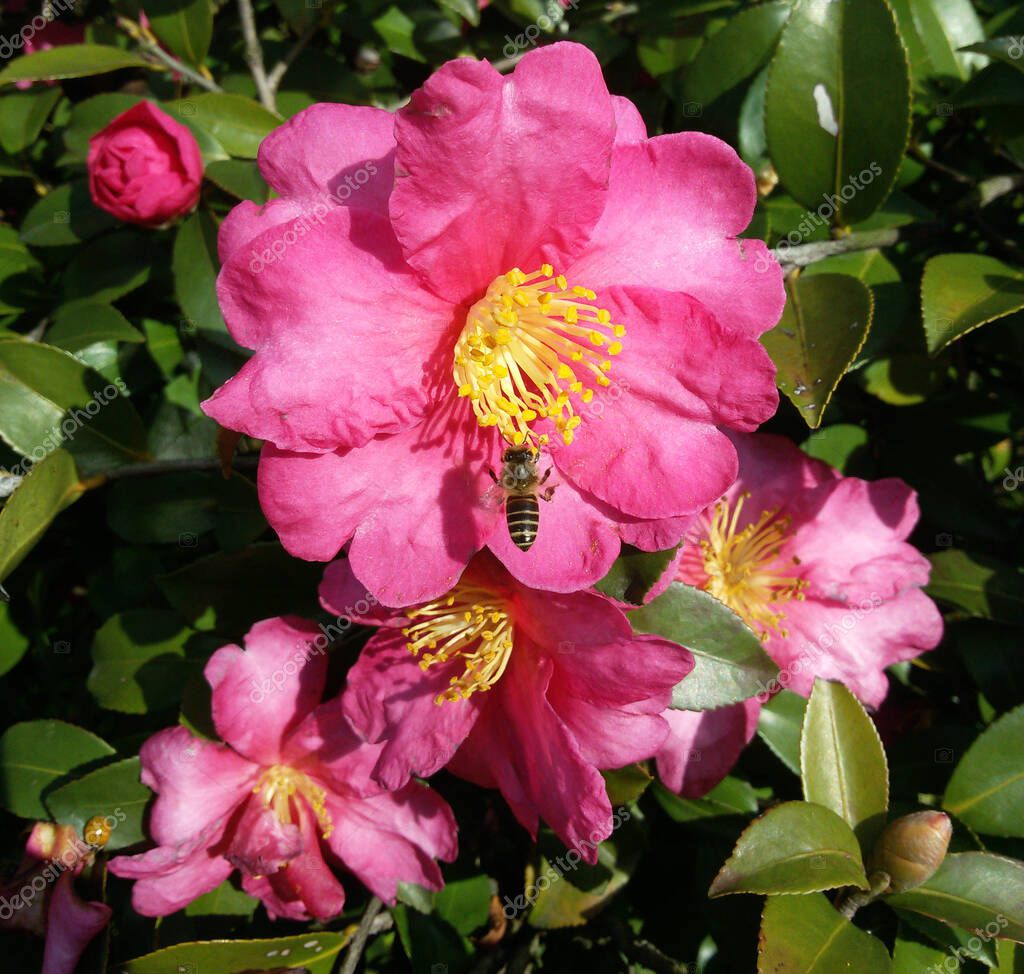 Un primer plano de una Camelia rosa (Sasanqua Camellia) con una abeja ...