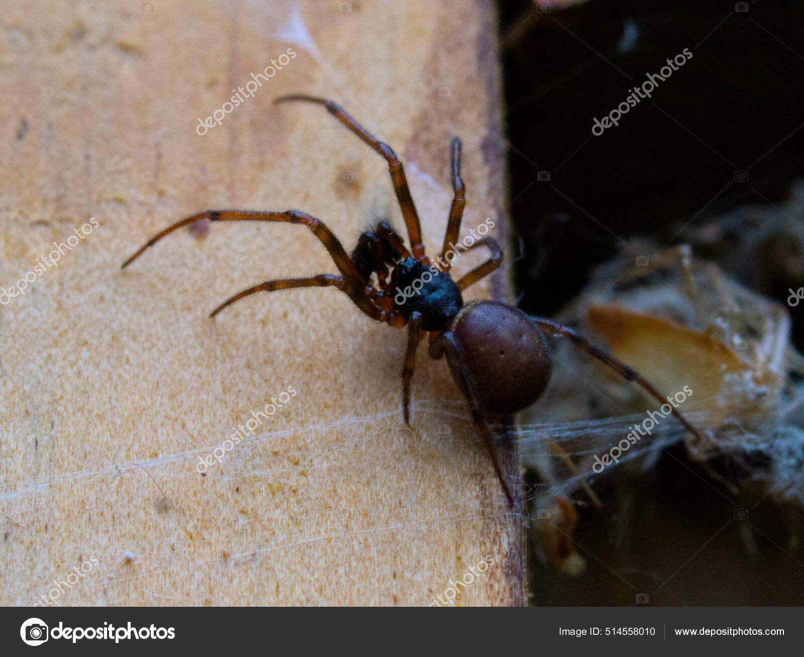 Steatoda Spider