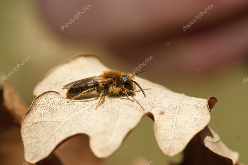 Primer plano de una abeja minera de cola anaranjada macho, Andrena ...