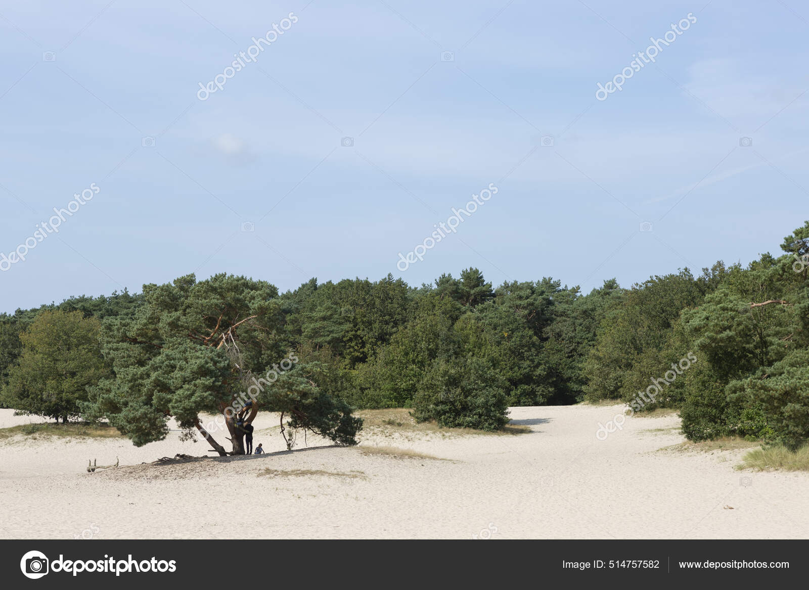 Frontier Pine Trees Soesterduinen Sand Dunes Netherlands Marking ...
