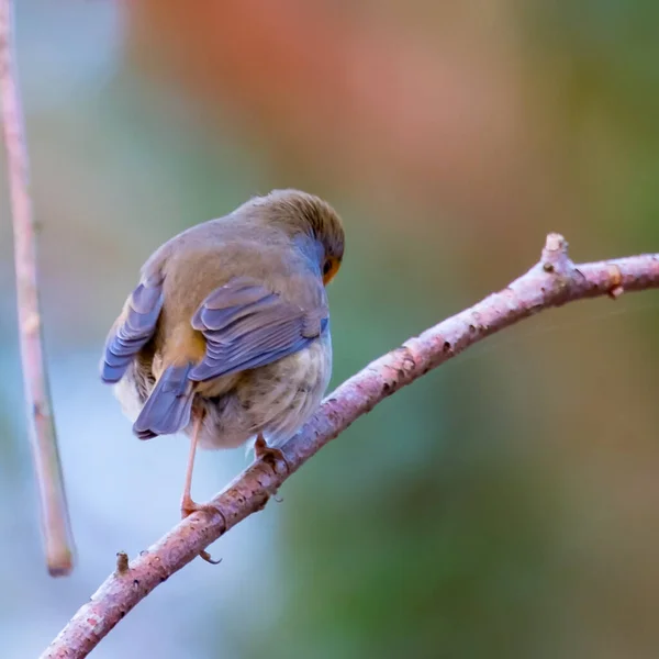 Weeping bird Stock Photos, Royalty Free Weeping bird Images | Depositphotos