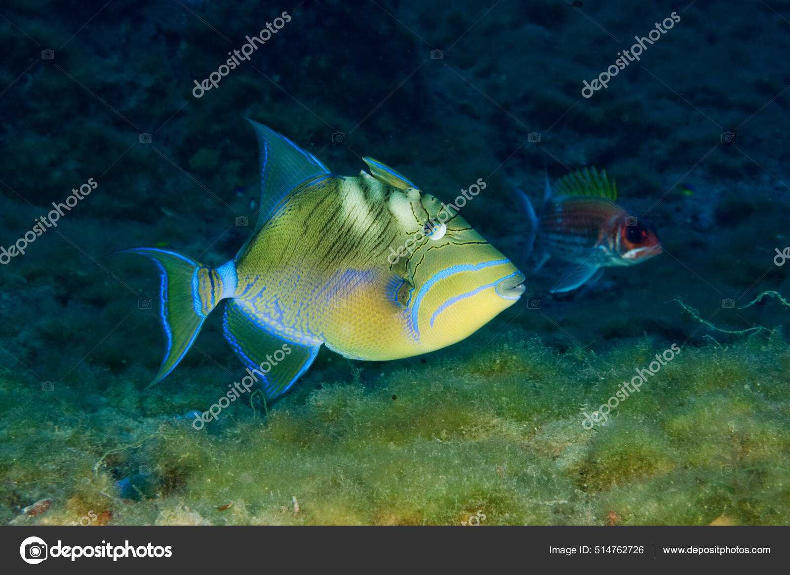Queen Triggerfish
