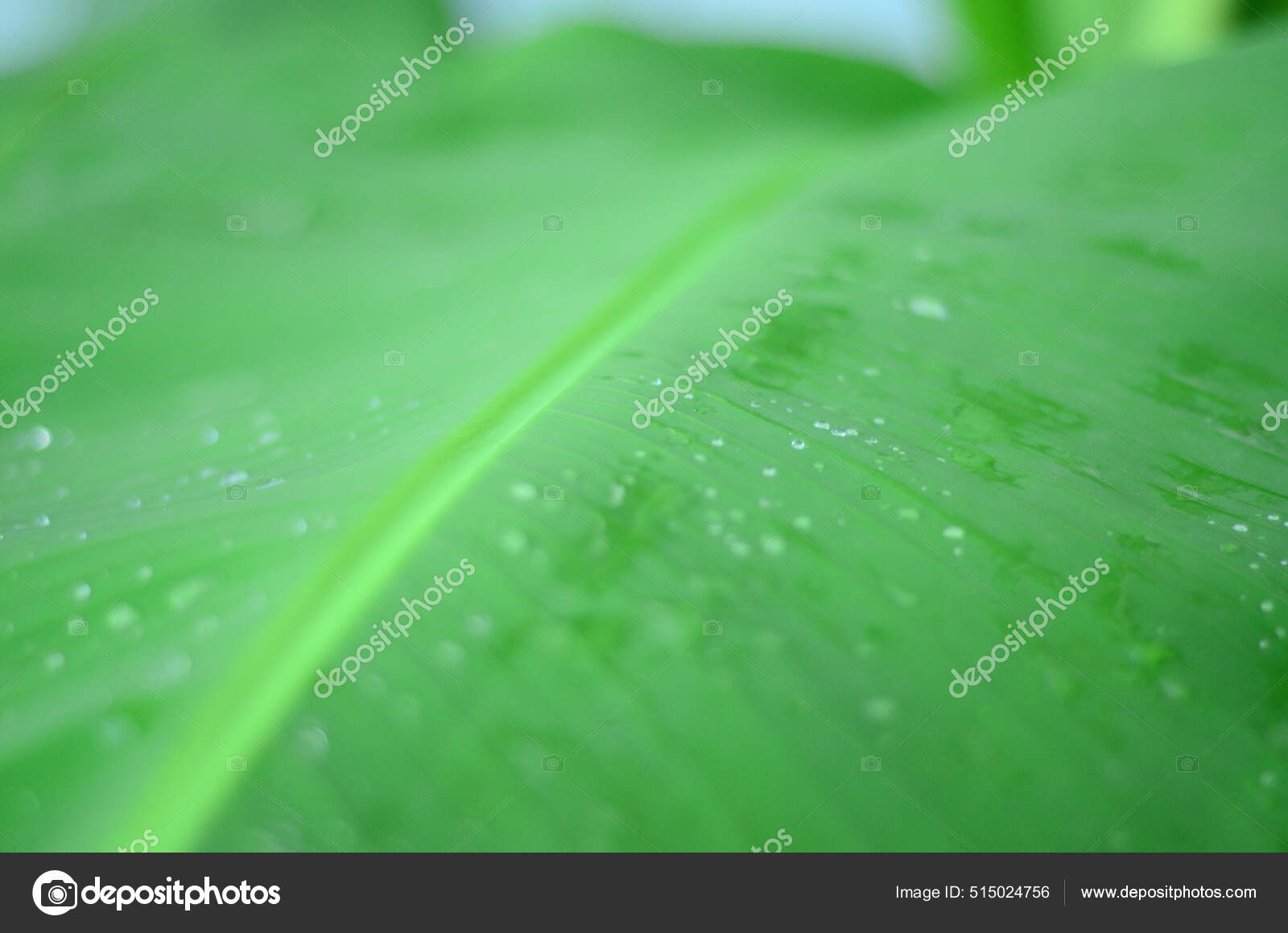 Closeup Shot Green Leaf — Stock Photo © Wirestock #515024756