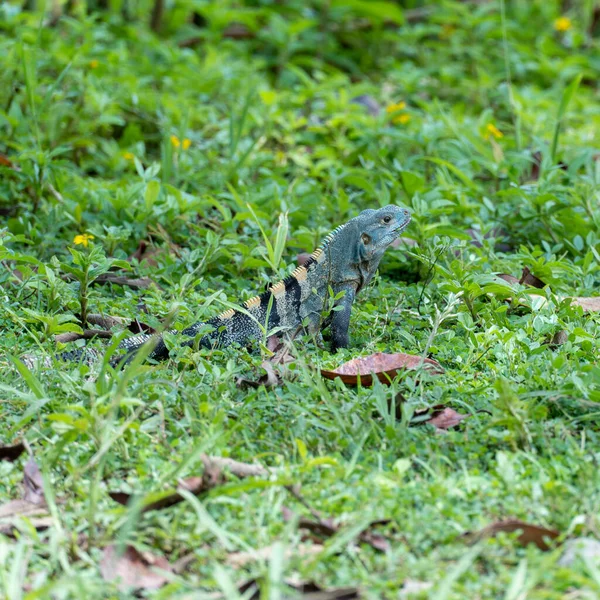 Beautiful monitor lizard inthailand Stock Photos, Royalty Free ...