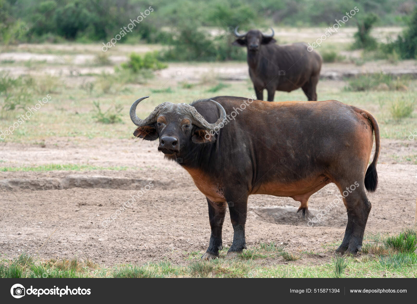 Black African Buffalo Sharp Horns Grassy Field Murchison Falls National ...