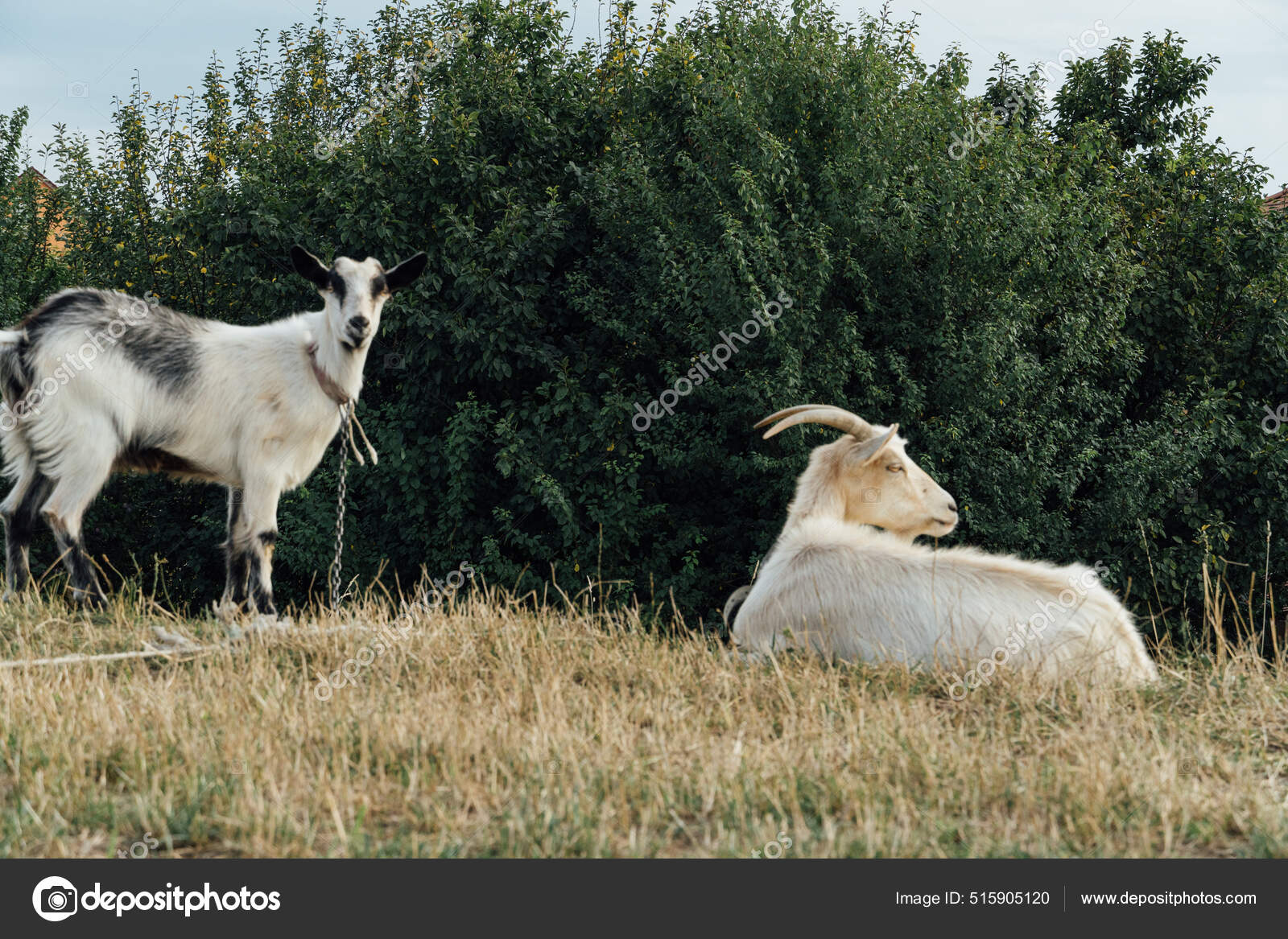 Beautiful White Mother Goat Her Kid Tied Rope Resting Steppe — Stock ...