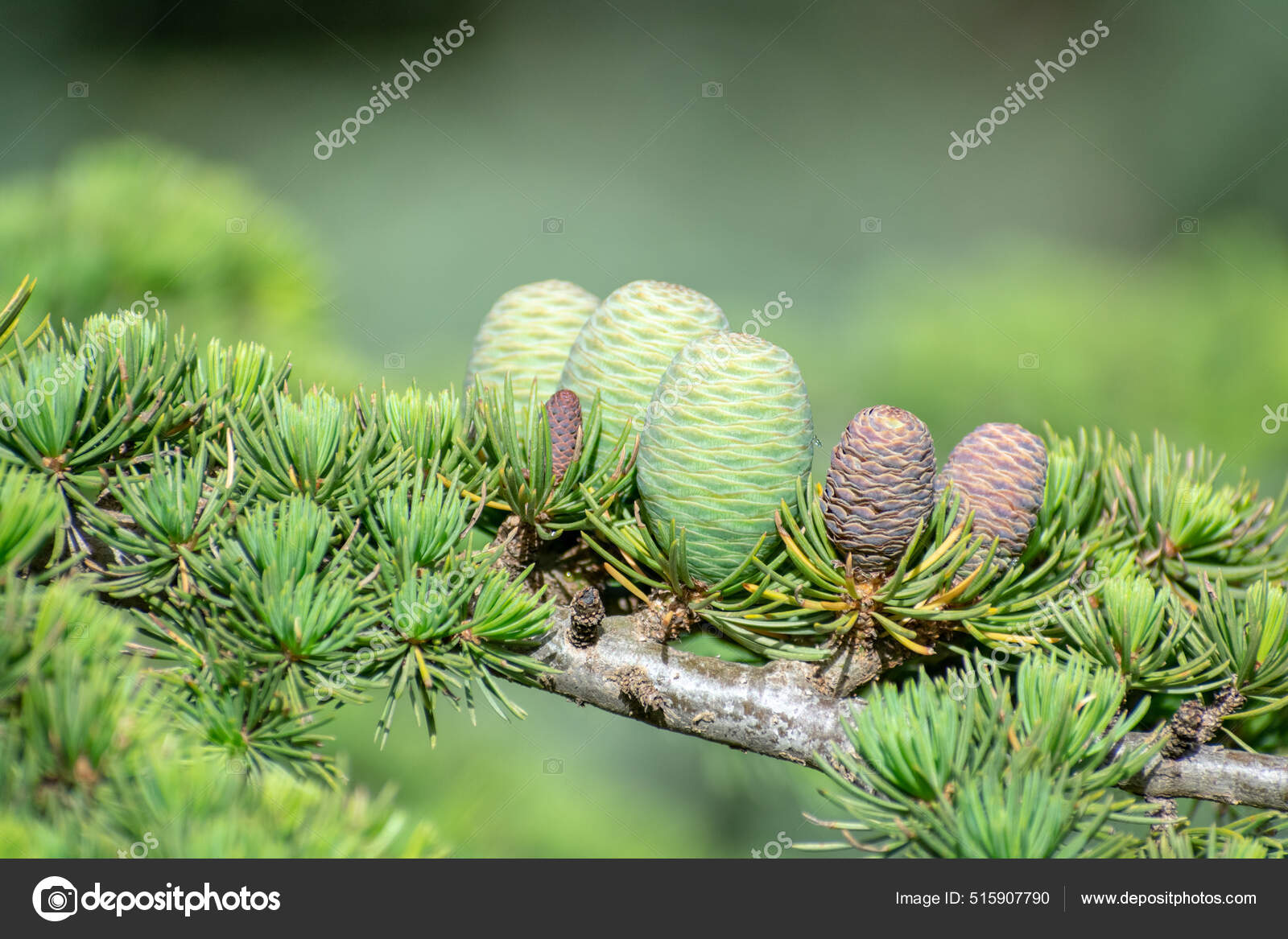 Cedro Azul Del Atlas