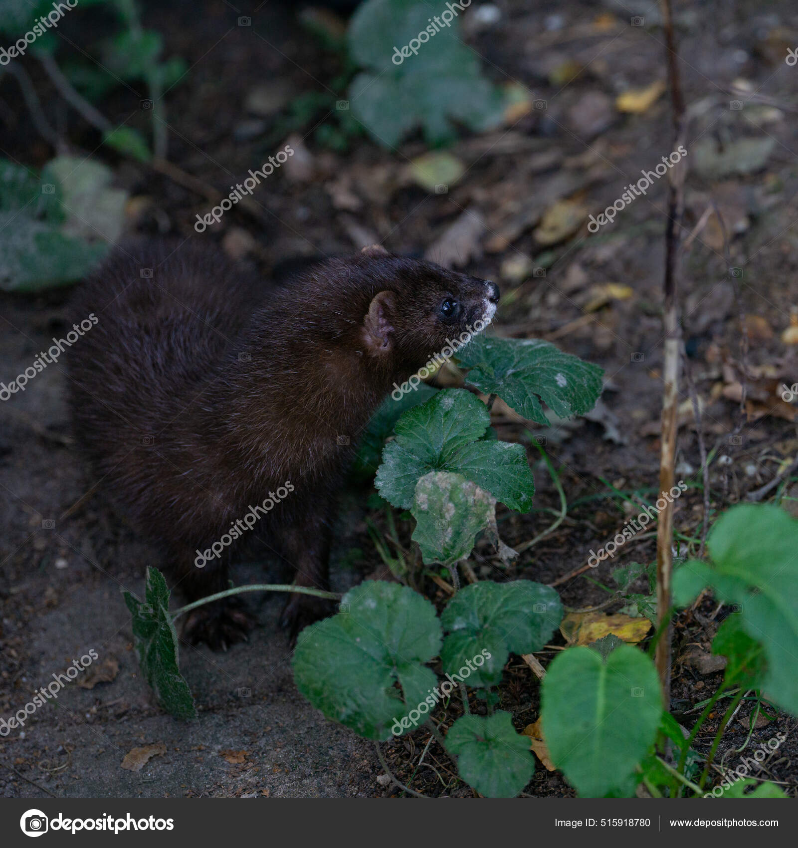 Closeup Shot Cute Black Mink Forest — Stock Photo © Wirestock #515918780