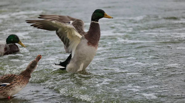Avoiding waterfowl dance Stock Photos, Royalty Free Avoiding waterfowl ...