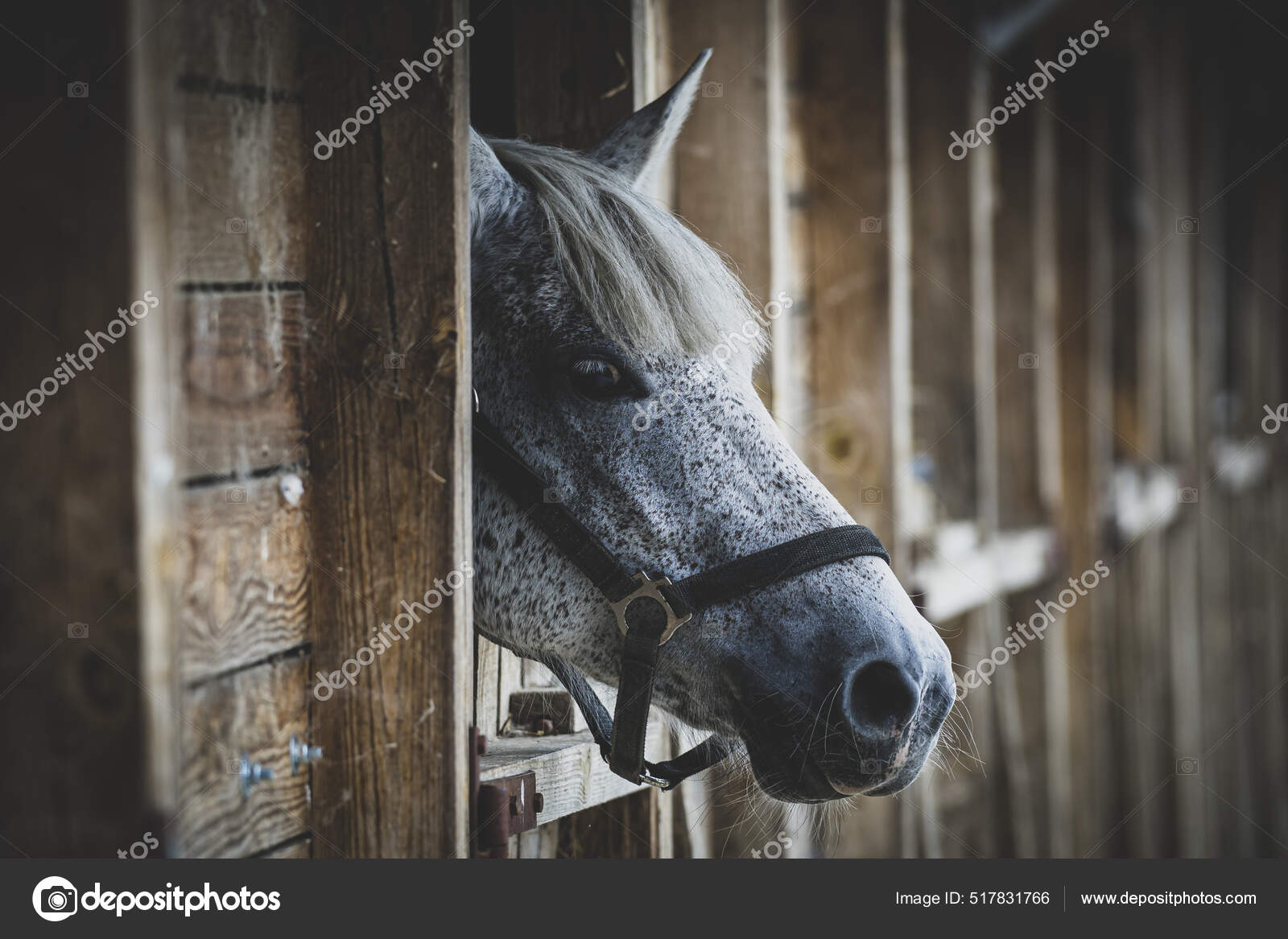 Closeup White Horse Stable Daylight Countryside Blurry Background ...