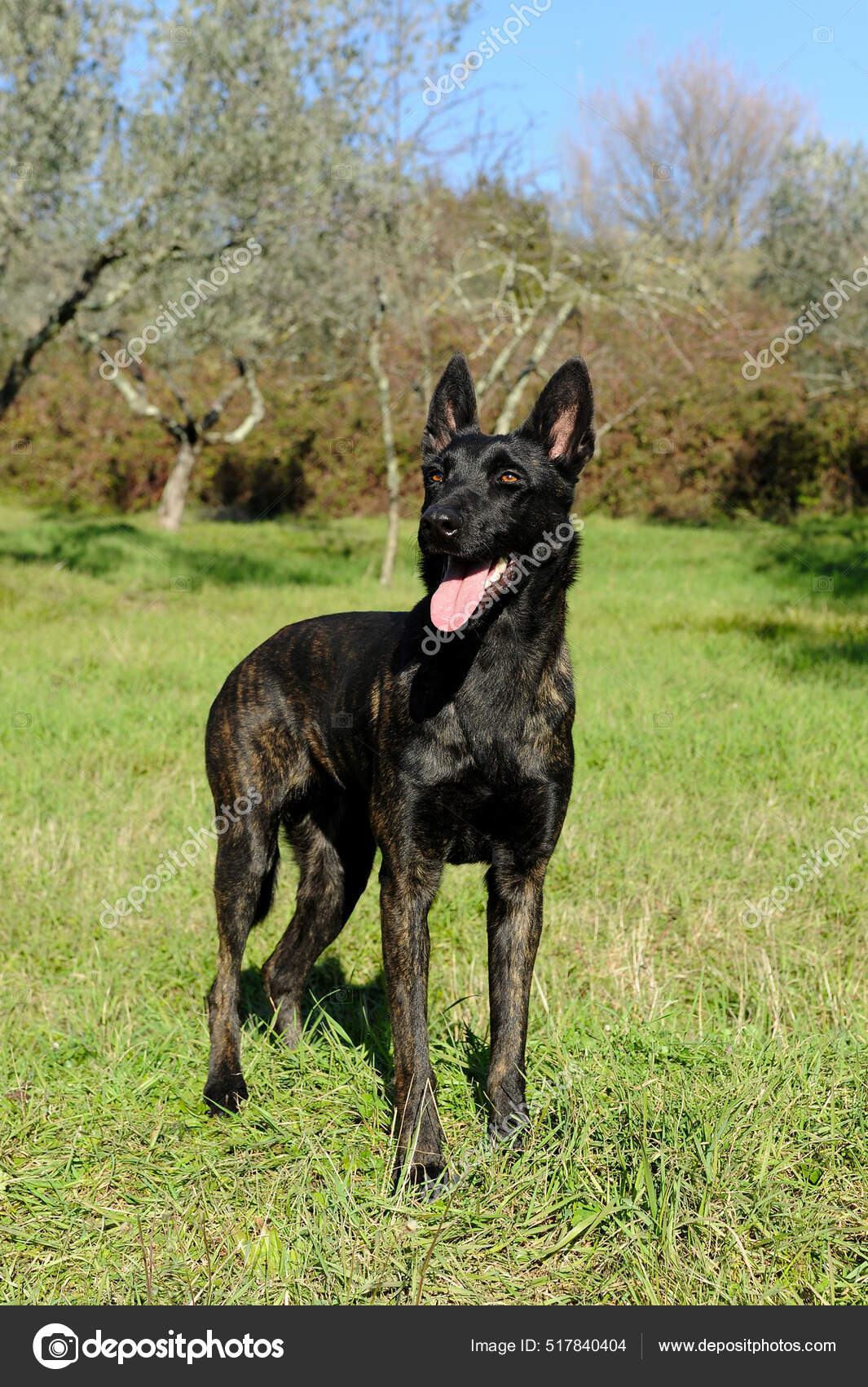 Are Dutch Shepherds Rare