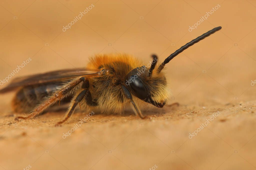 Primer plano de un macho de la abeja minera de cola anaranjada, Andrena ...