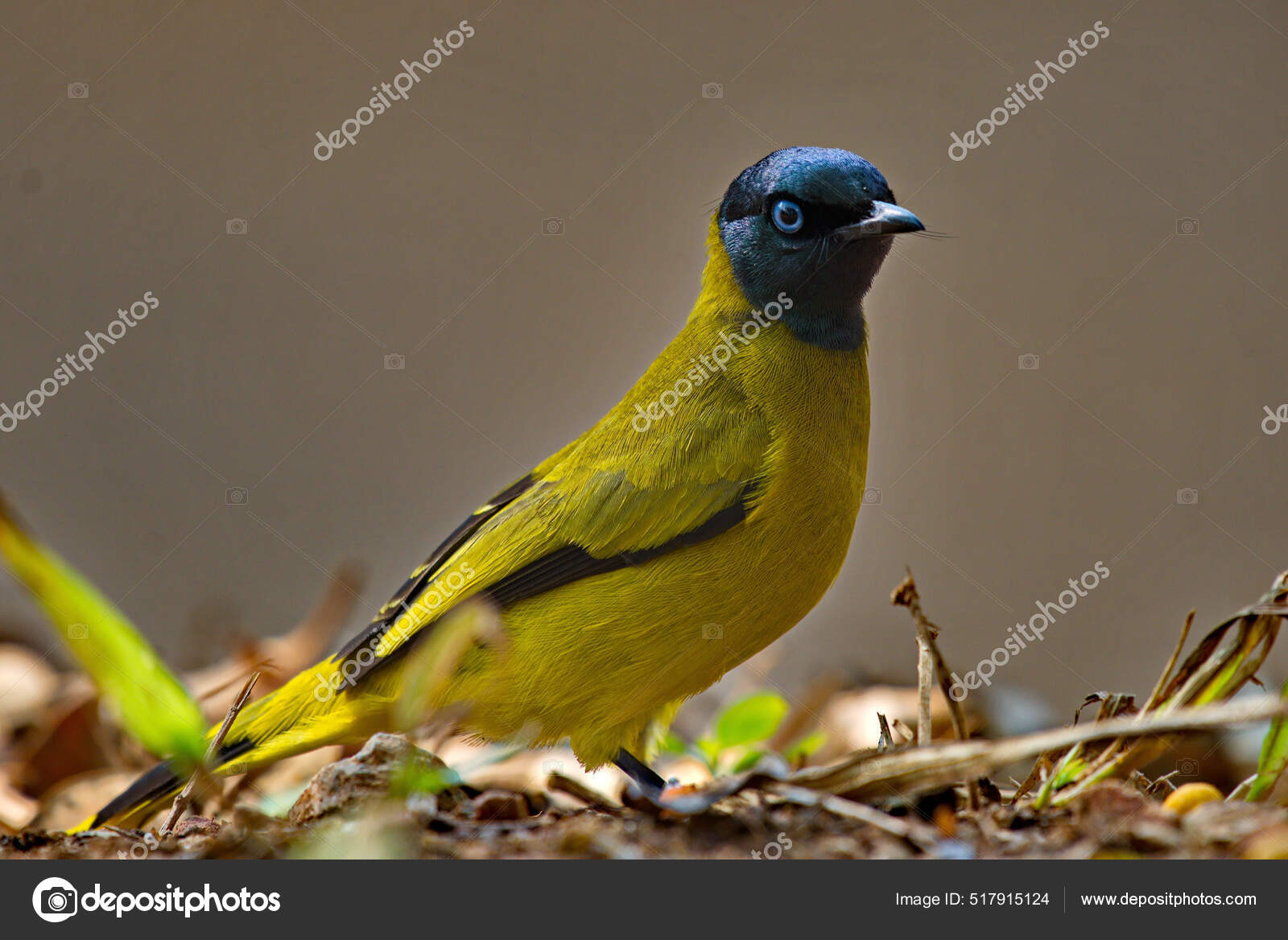 Collection Beautiful Bulbul Birds Stock Photo by ©Wirestock 517915124