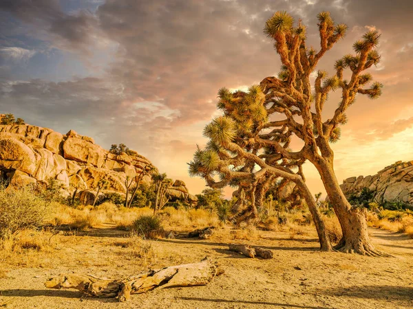 Joshua tree national park Stock Photos, Royalty Free Joshua tree ...