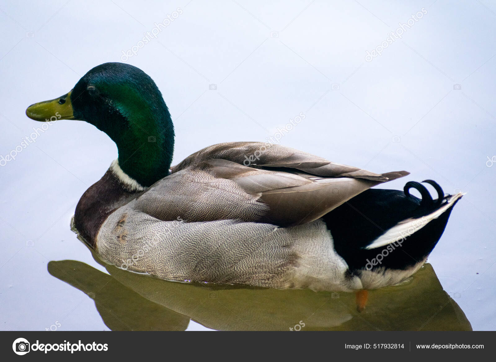 Close Shot Mallard Anas Platyrhynchos Duck Male Swimming — Stock Photo ...
