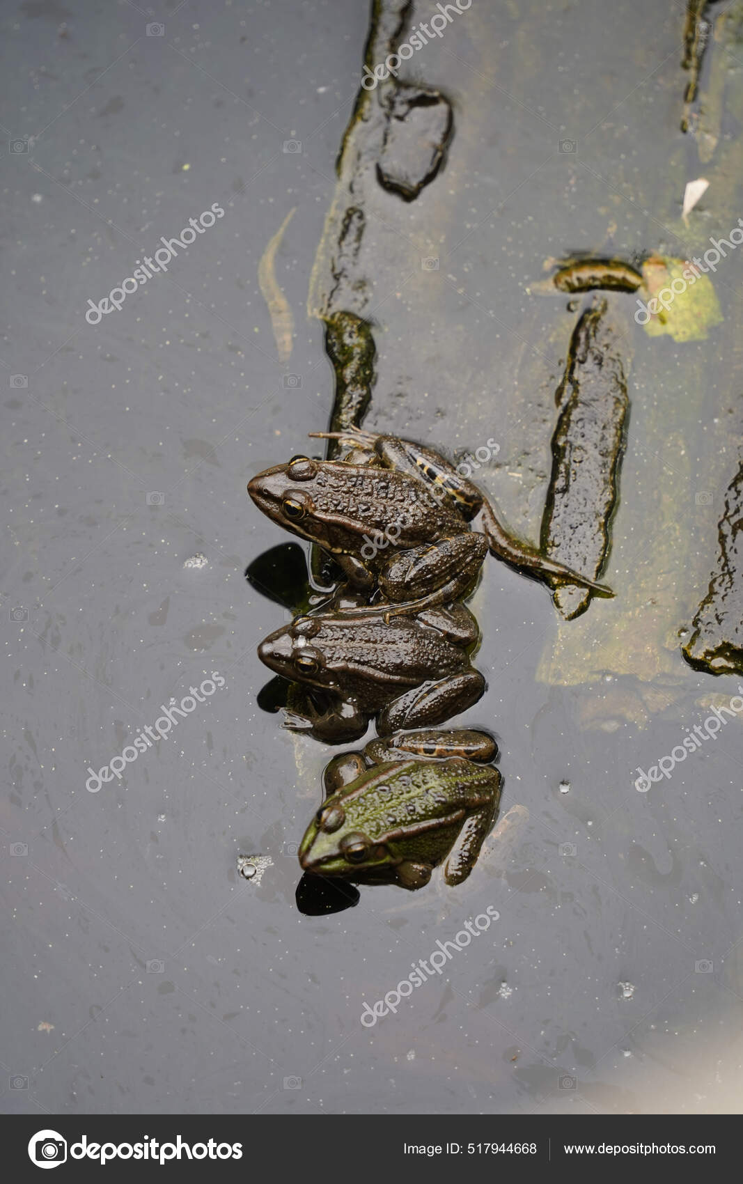 Three Tailed Frogs Muddy Pond — Stock Photo © Wirestock #517944668