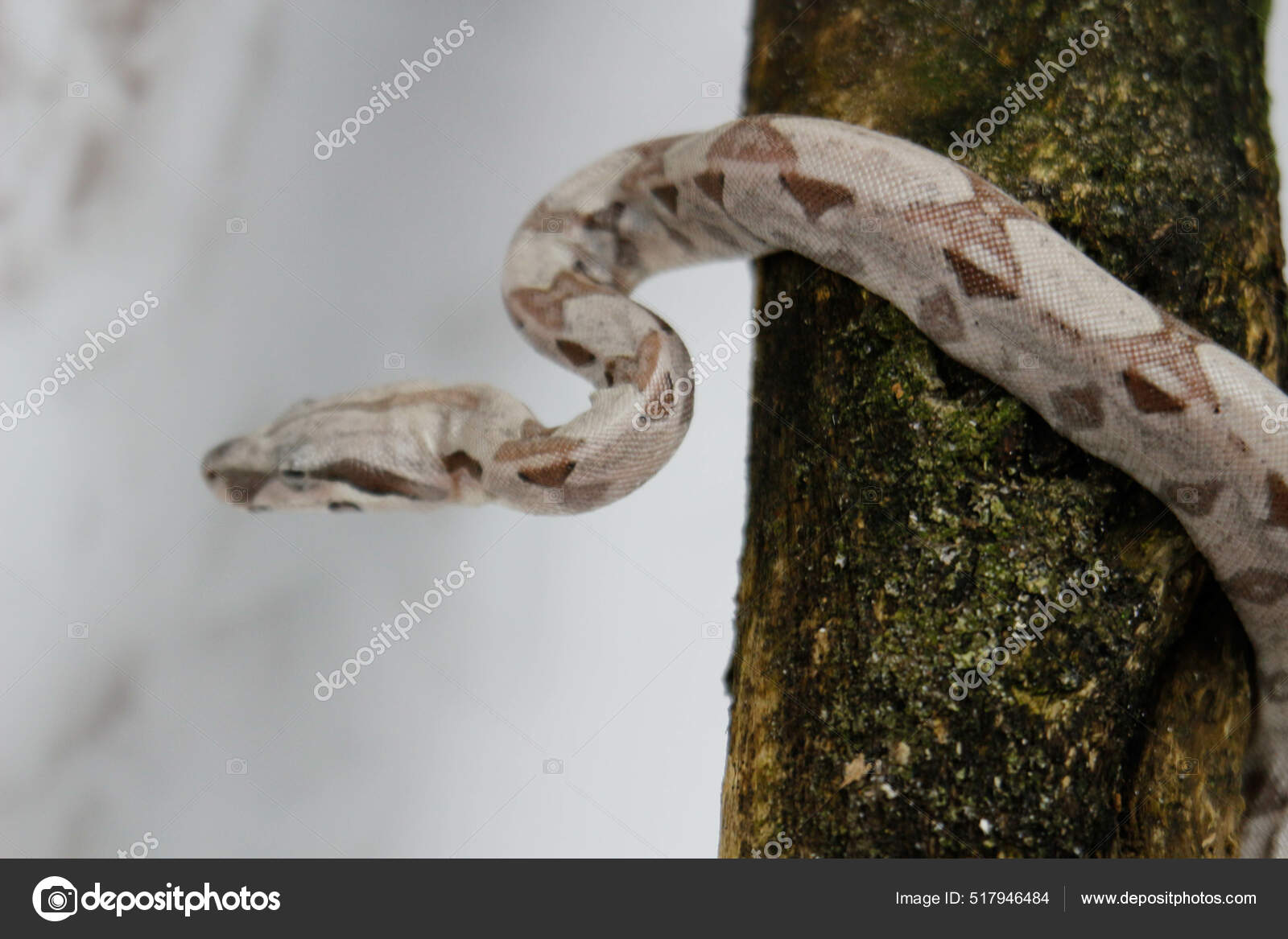 Boa Imperator Snake Tree Branch White Marble Wall Background Stock ...