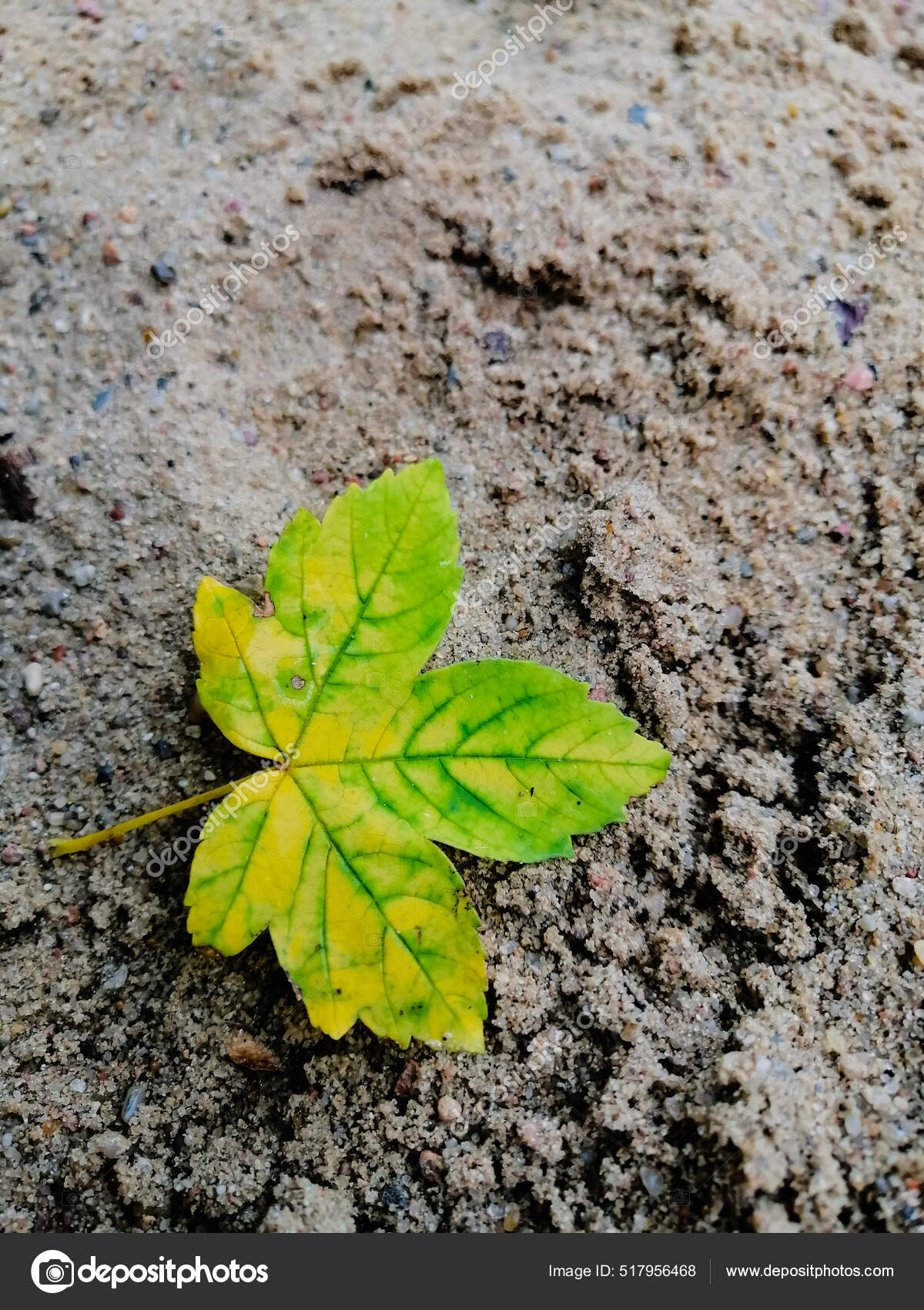Green Maple Leaf Ground — Stock Photo © Wirestock #517956468
