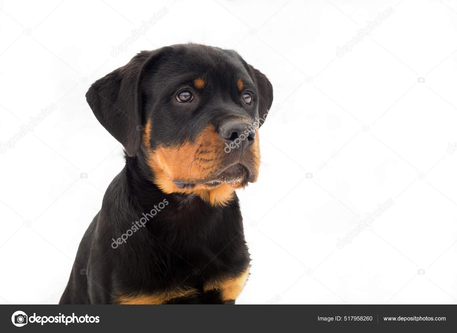 Young Rottweiler Isolated White Background Stock Photo by ©Wirestock ...