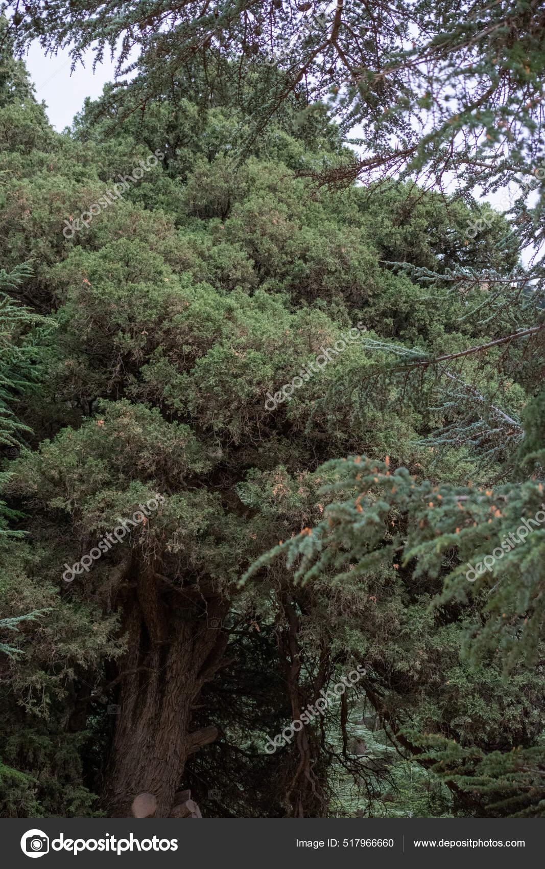 Juniperus Thurifera Spanish Juniper Chelia National Park Aures ...