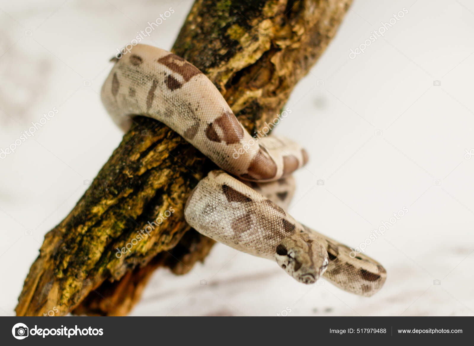 Boa Imperator Snake Tree Branch White Marble Wall Background — Stock ...