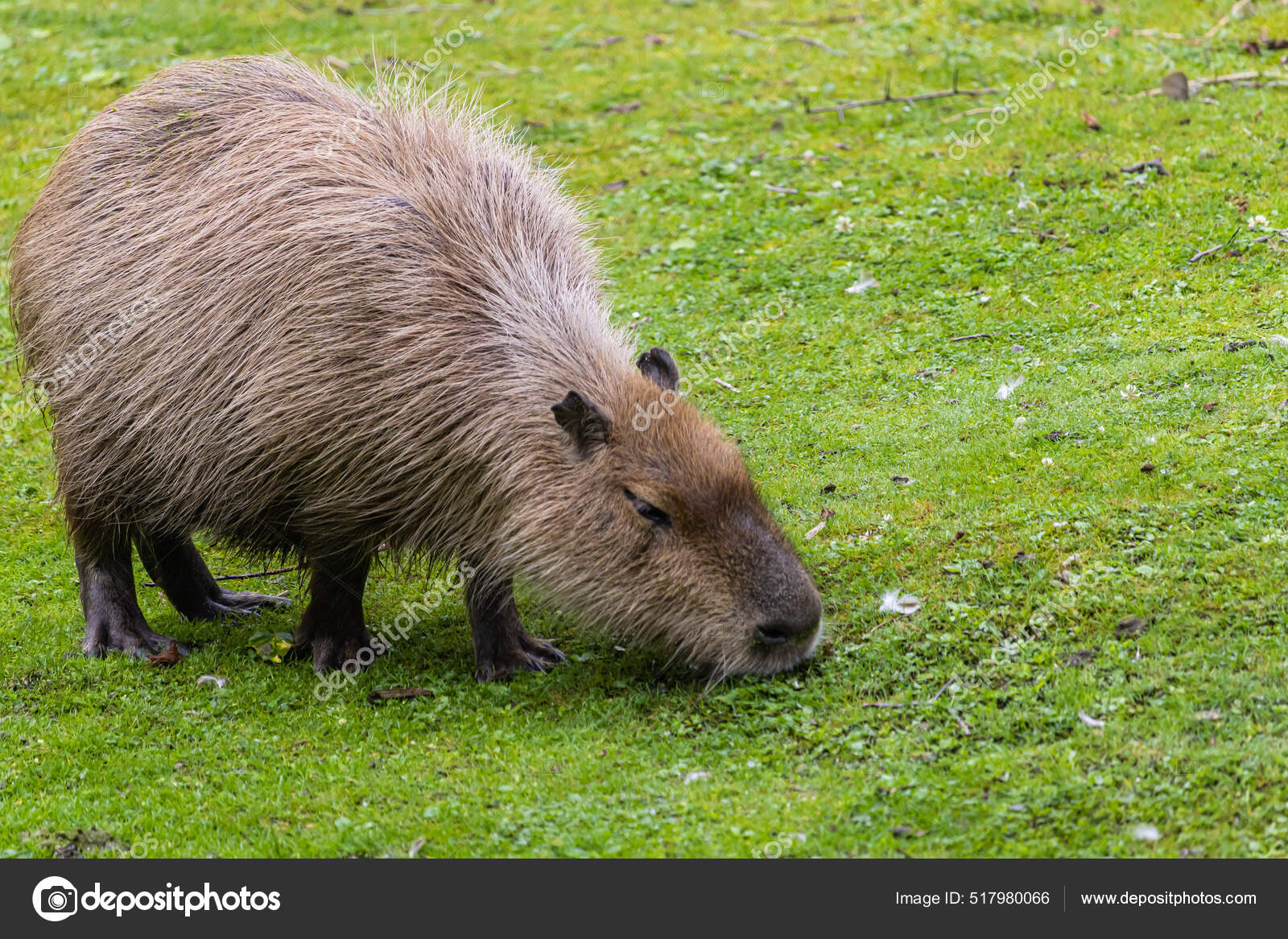 Capybara Eating Grass