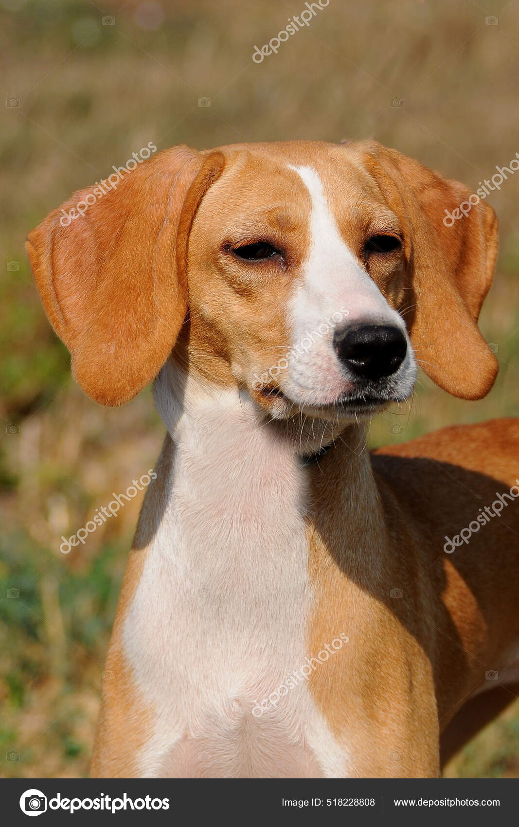 Vertical Closeup Segugio Maremmano Italian Hunting Dog Outdoors ...